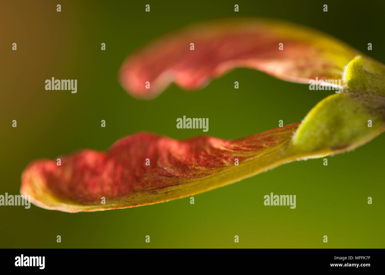 NORWAY MAPLE SEED Stock Photo - Alamy