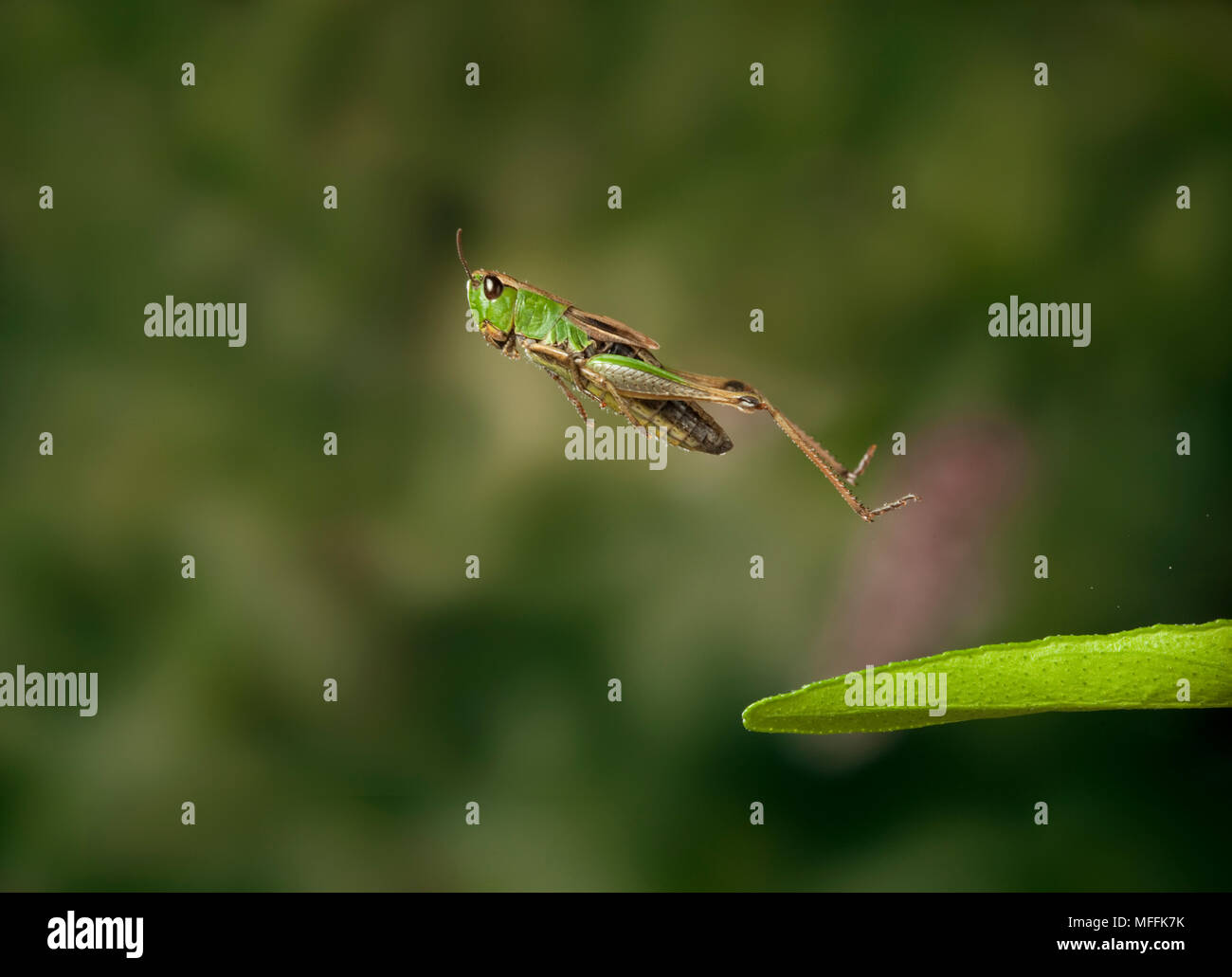 Grasshopper jumping hi-res stock photography and images - Alamy