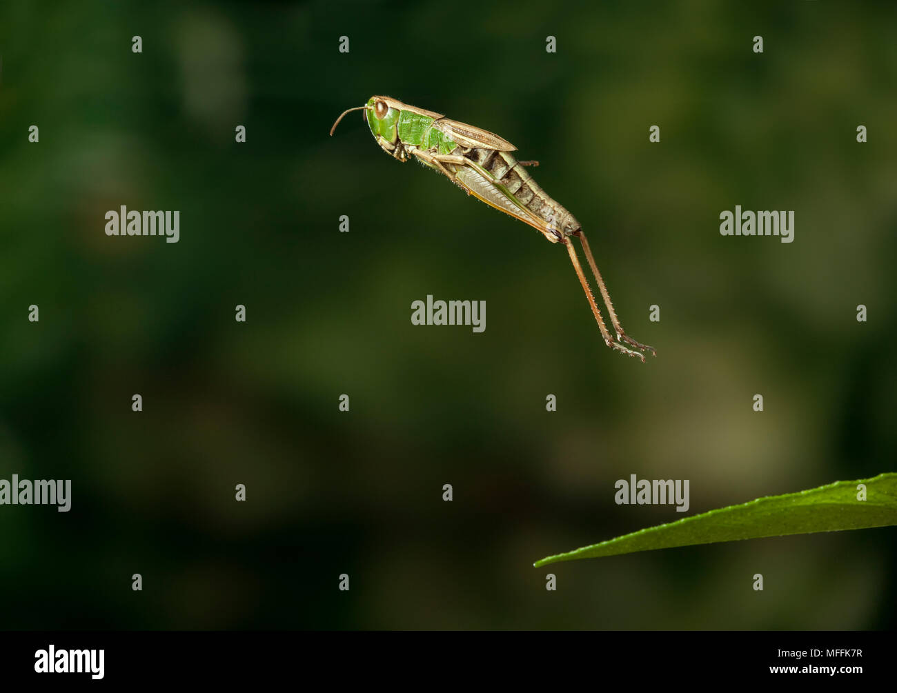 Grasshopper Jumping Mechanism