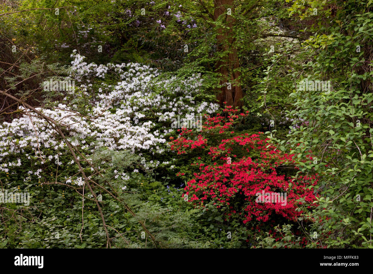 AZALEAS in Sussex garden, White House Cottage, Staplefield, UK Stock ...