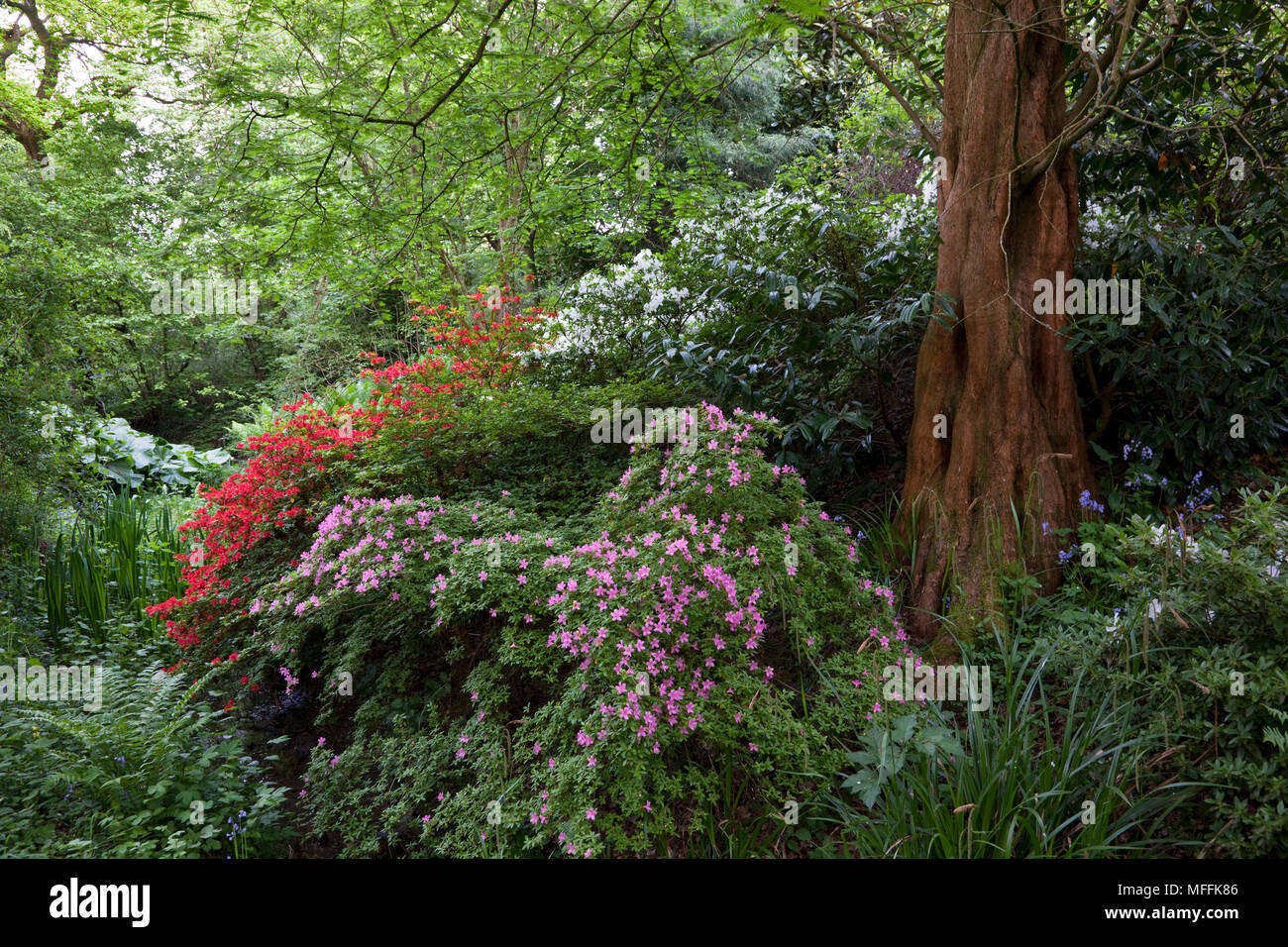AZALEAS in Sussex garden, White House Cottage, Staplefield, UK Stock ...