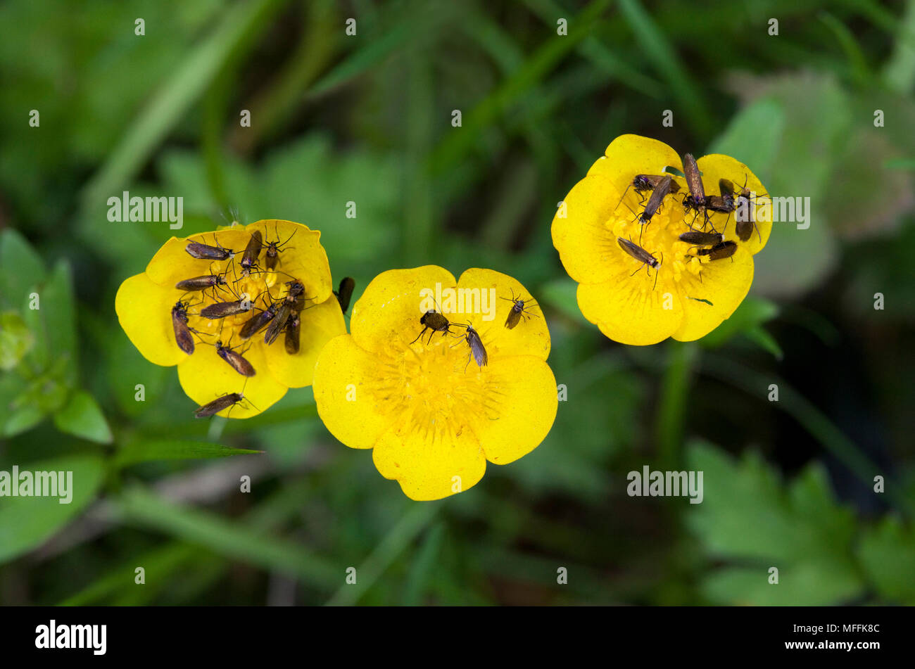 Micro moths hi-res stock photography and images - Alamy