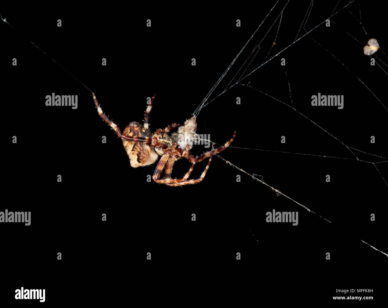 ORB WEAVER SPIDER (Araneus angulatus) A large and rare orb-weaving ...