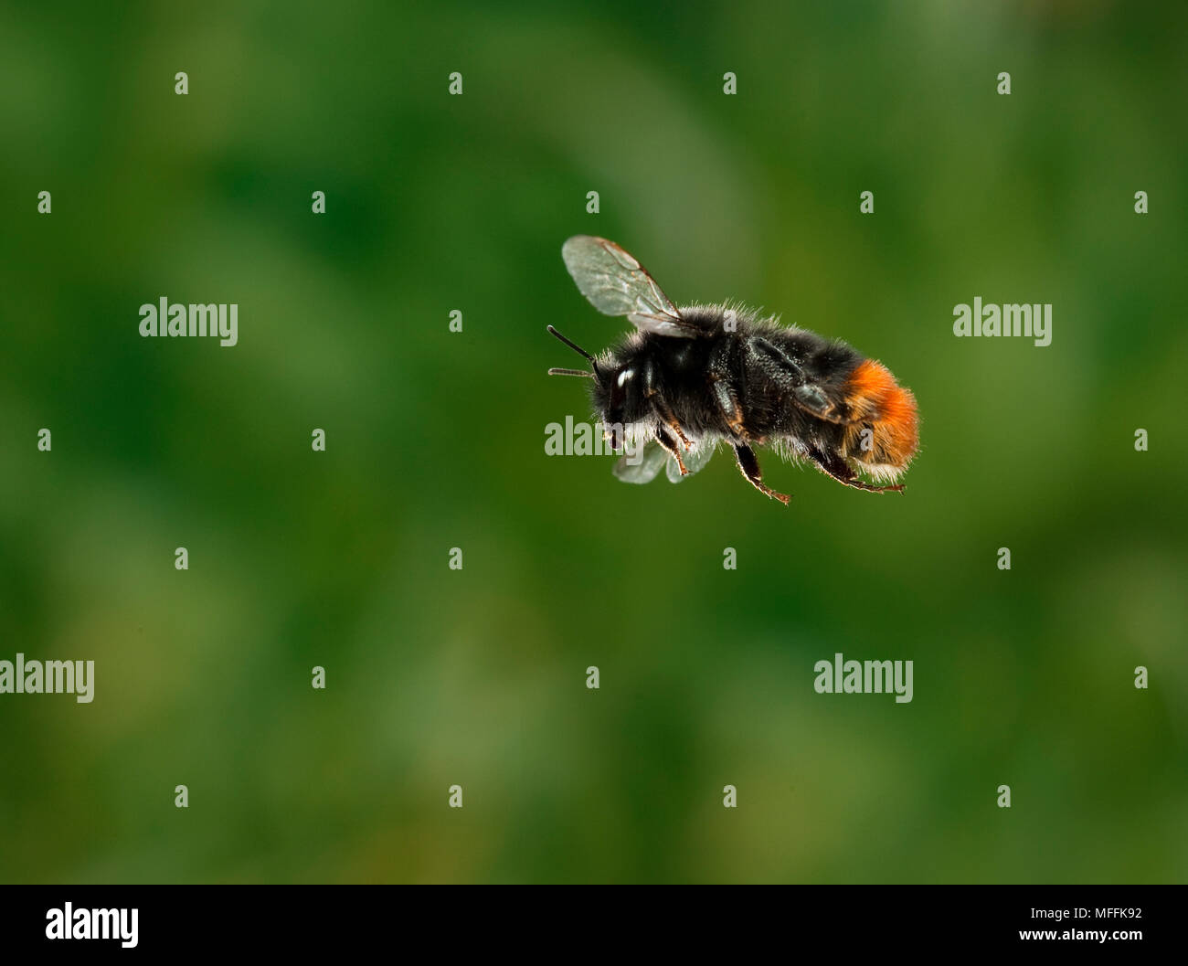 Bumblebees in flight hi-res stock photography and images - Alamy