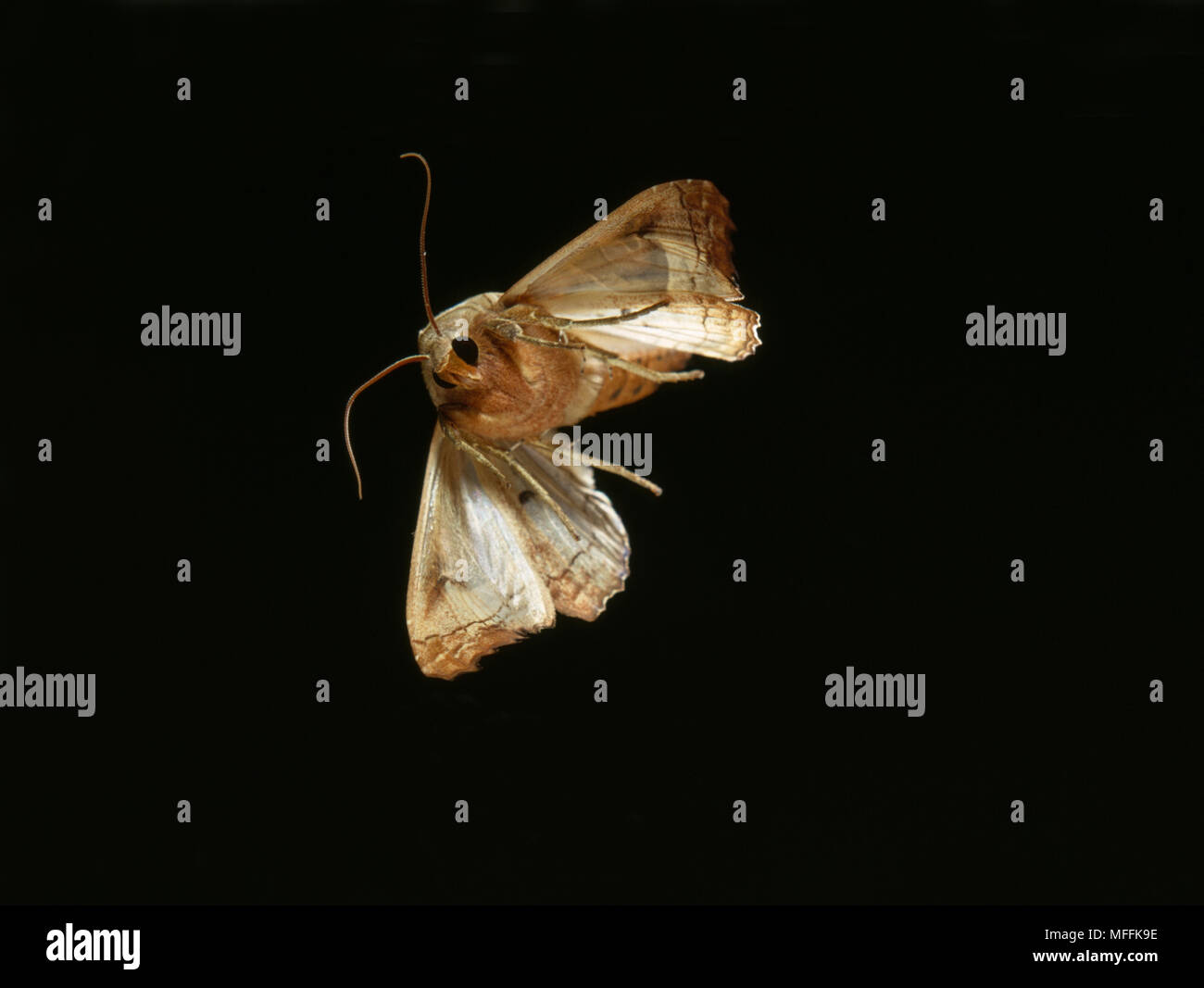 Moths flying night hi-res stock photography and images - Alamy