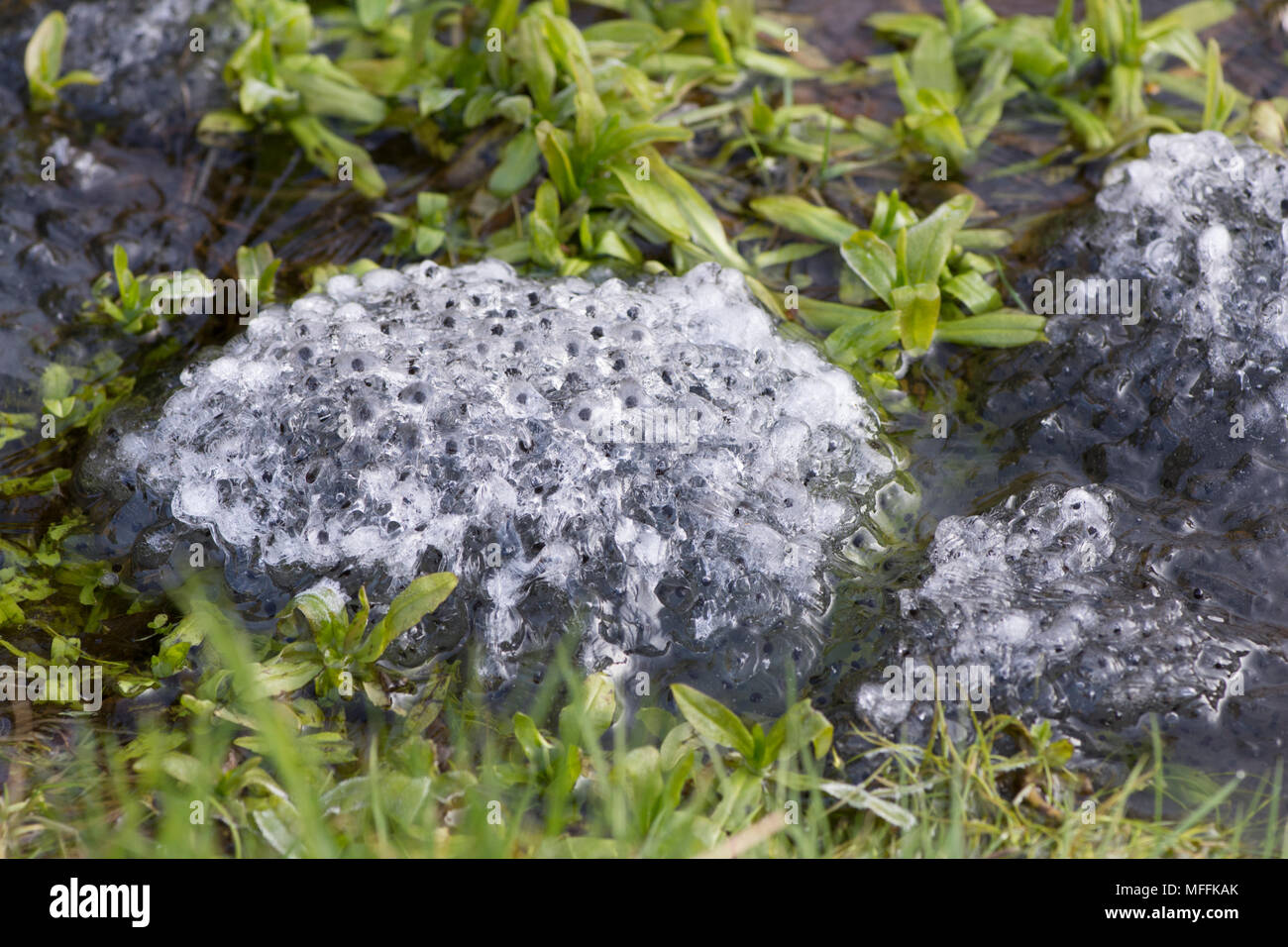Frozen spawn , frozen frogs' spawn, February, Common Frogs, Rana ...