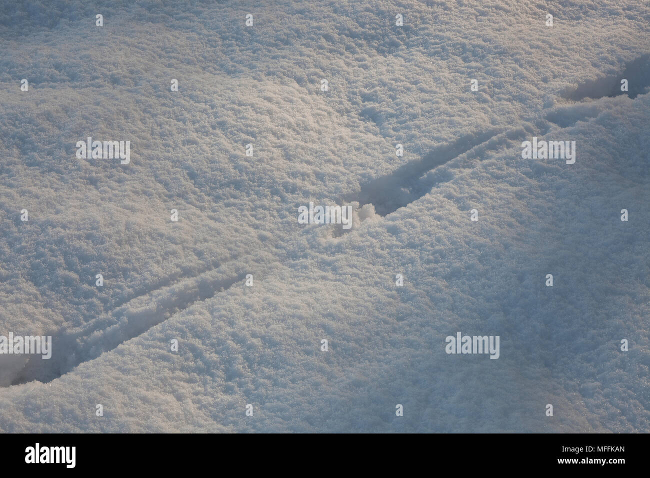Pheasant tracks in snow hi-res stock photography and images - Alamy