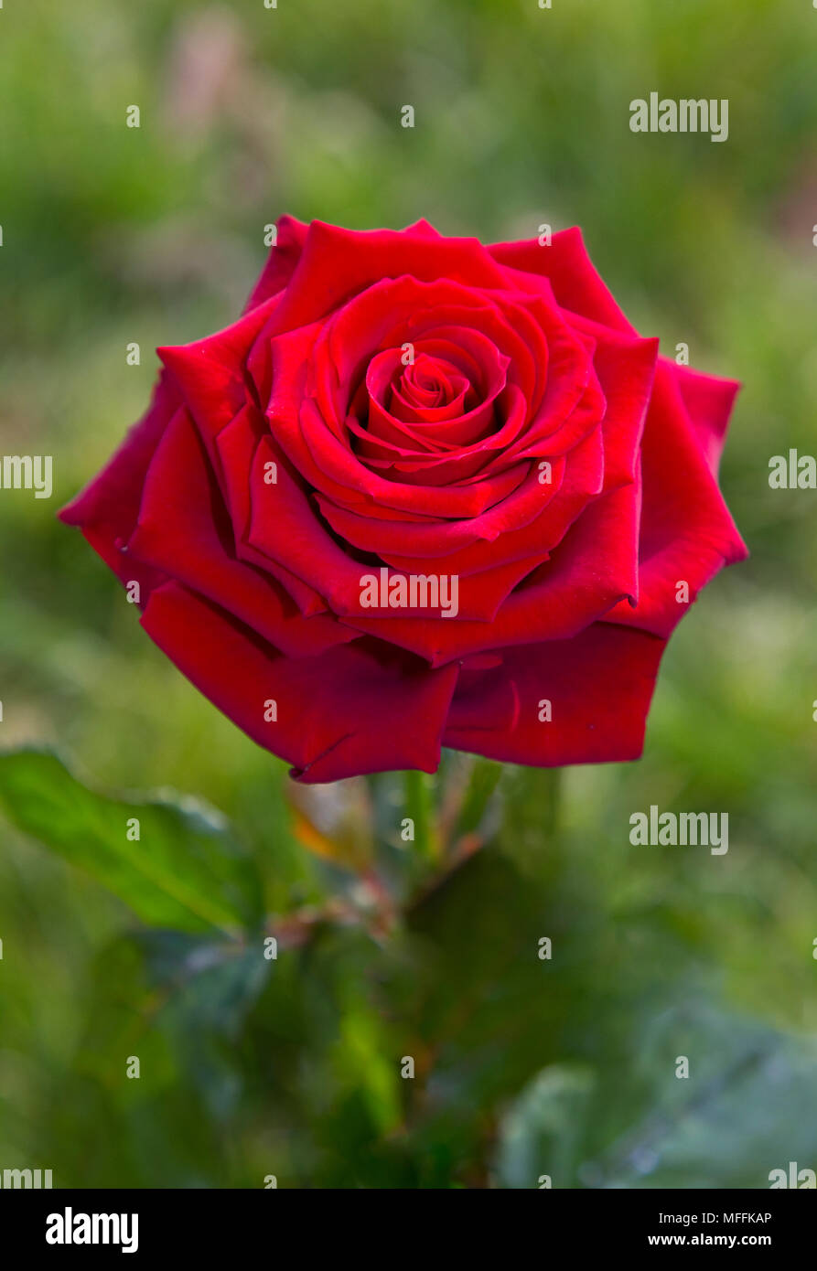 Red rose 148 hi-res stock photography and images - Alamy