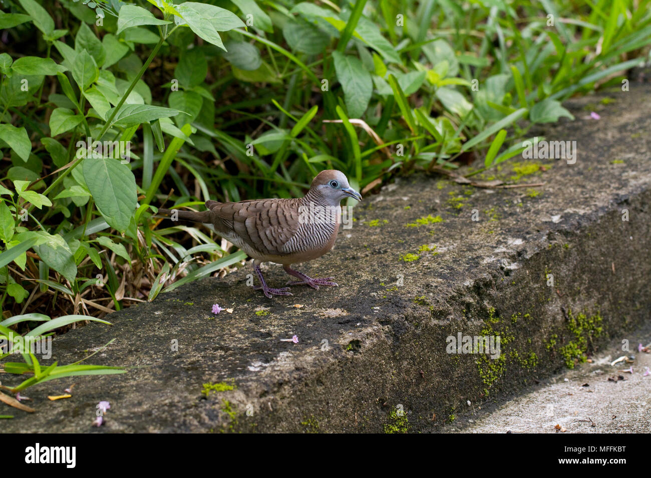 Barred ground dove hi-res stock photography and images - Alamy