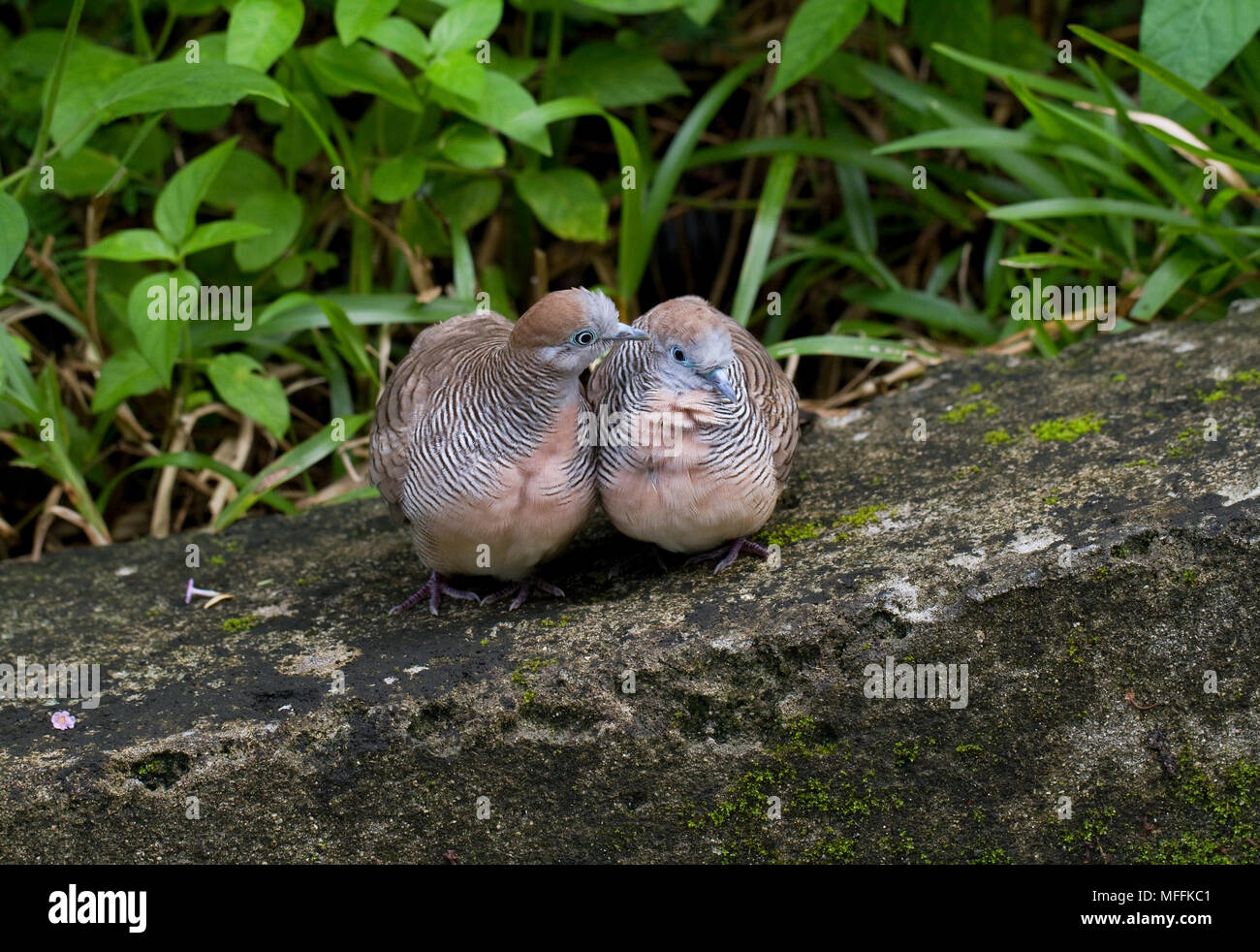Barred doves hi-res stock photography and images - Alamy