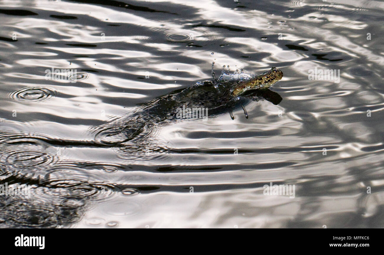 COMMON MUDSKIPPER (Periophthalmus kalolo) skipping over water surface ...