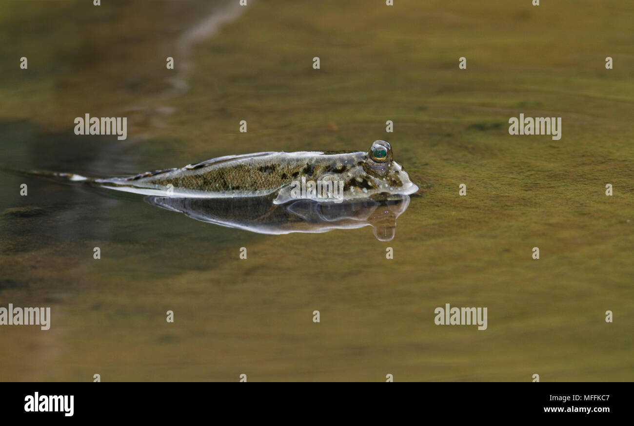 Common mudskipper 449 hi-res stock photography and images - Alamy