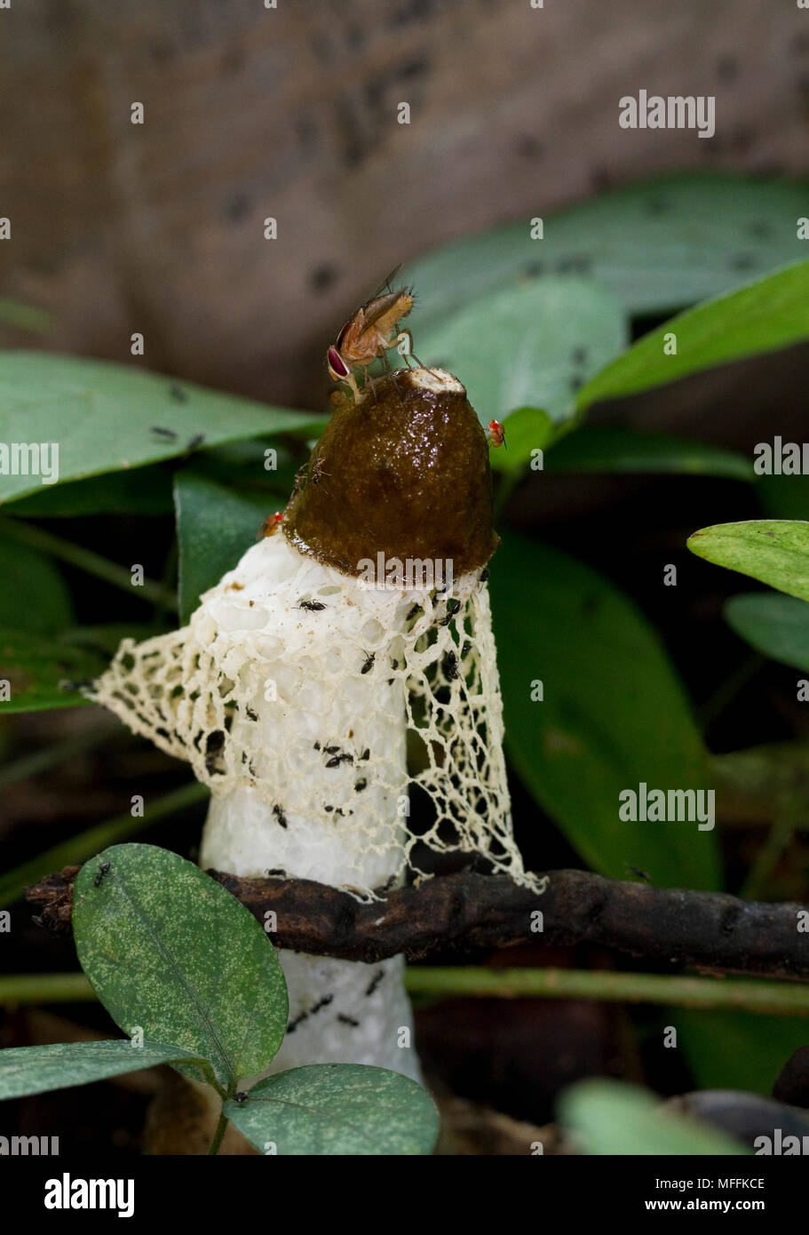 STINKHORN FUNGUS from Seychelles rainforest Stock Photo - Alamy