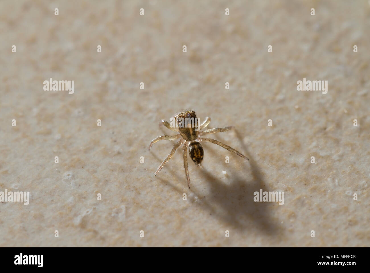 JUMPING SPIDER (size of pin head) Seychelles Stock Photo - Alamy
