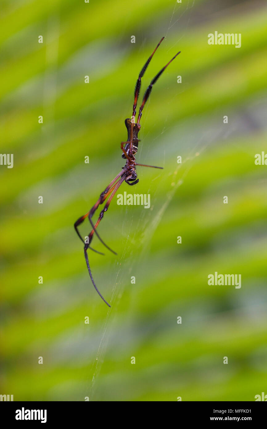 Palm spider 272 hi-res stock photography and images - Alamy