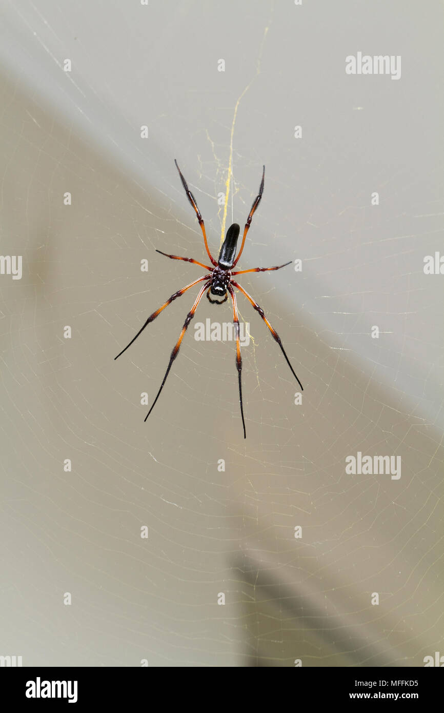 Palm spiders hi-res stock photography and images - Alamy