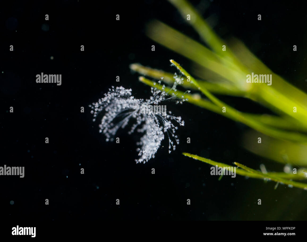 Freshwater protozoa hi-res stock photography and images - Alamy