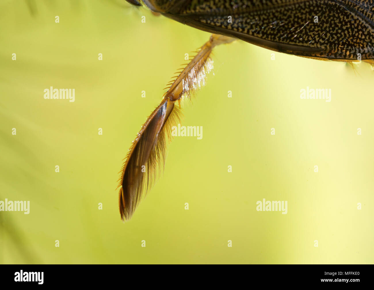 Water Boatmen Insect High Resolution Stock Photography and Images - Alamy