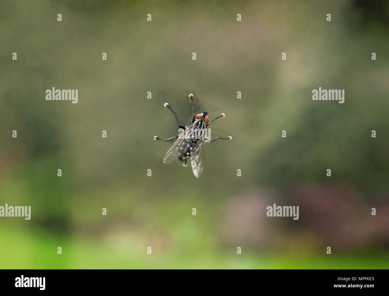 FLESH FLY (Sarcophaga sp.) on window pane Stock Photo - Alamy