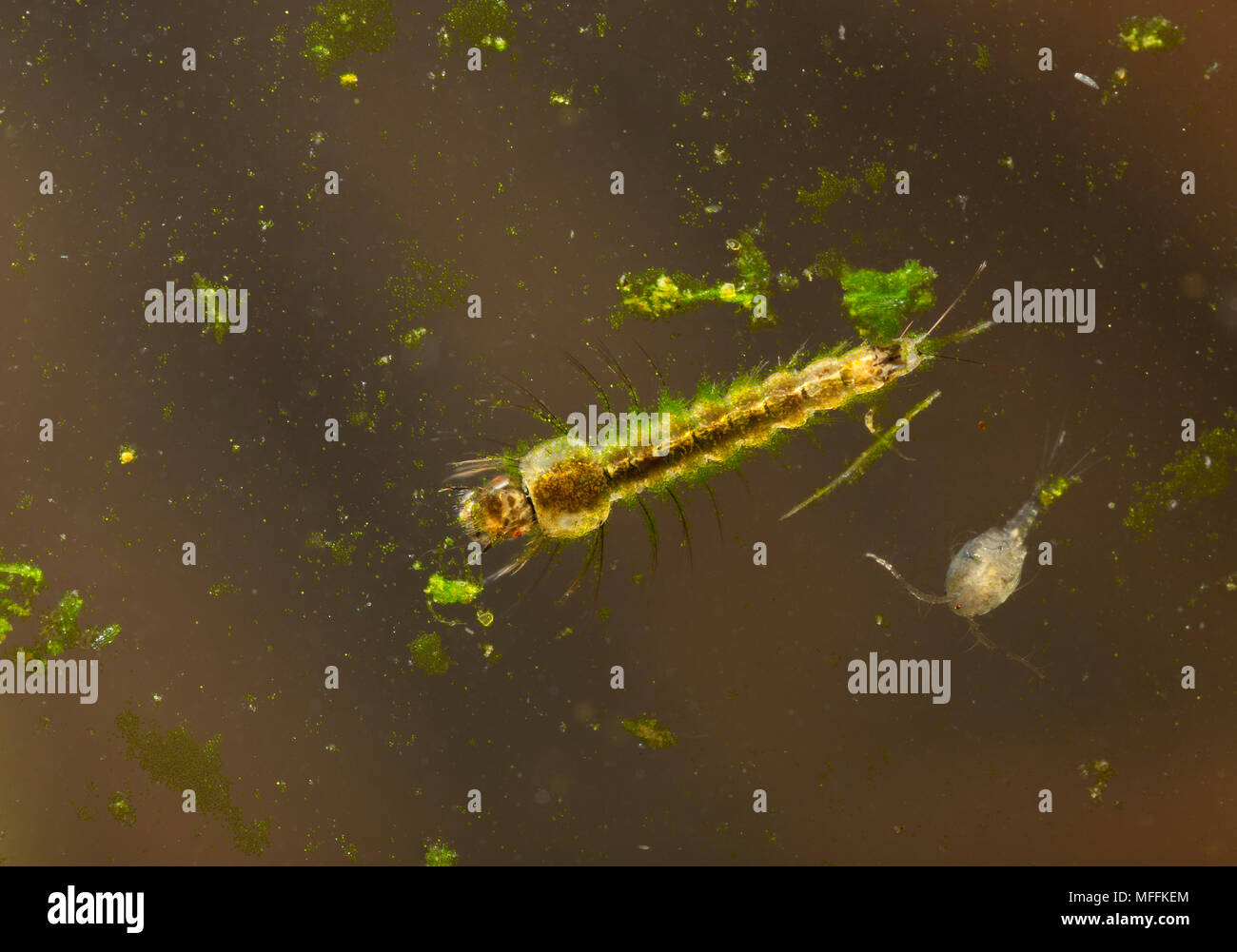 MOSQUITO LARVA amidst its usual habitat of floating debris with algae ...