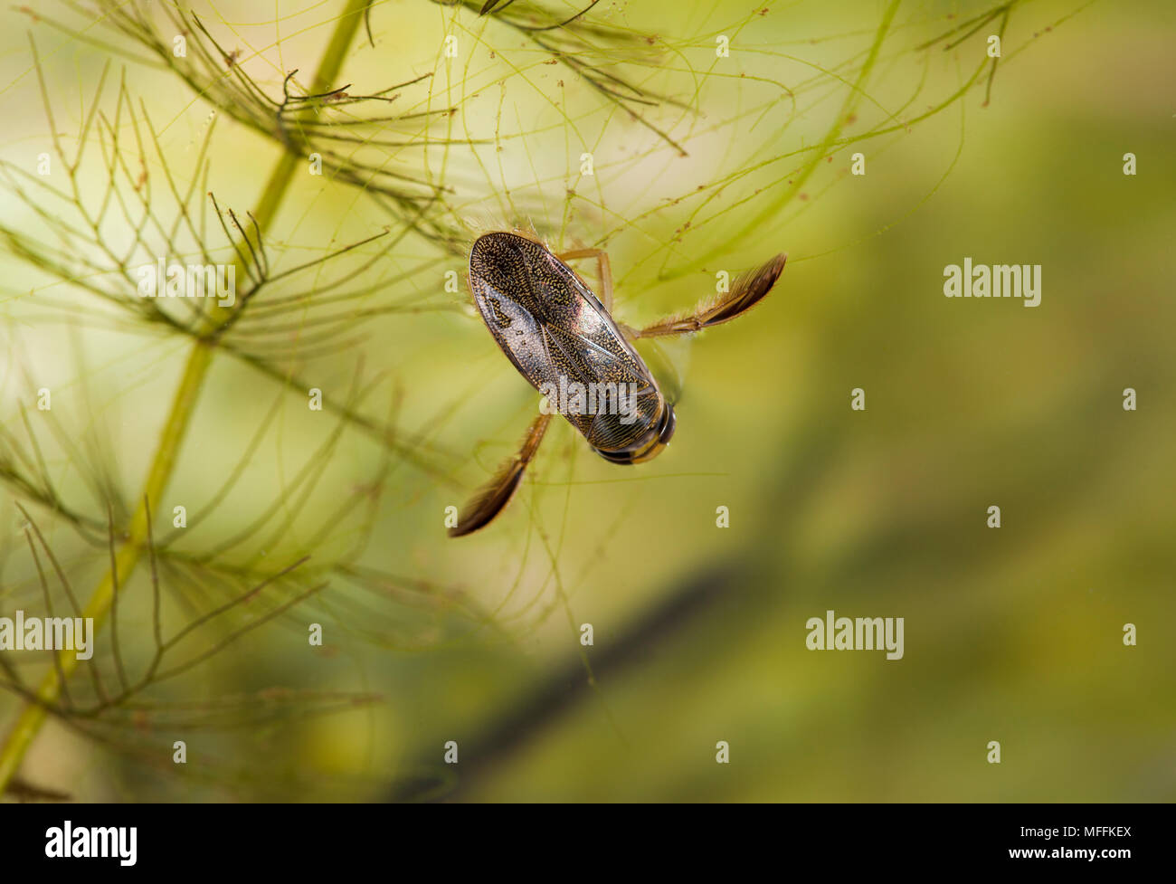 Water absorbing ponds hi-res stock photography and images - Alamy