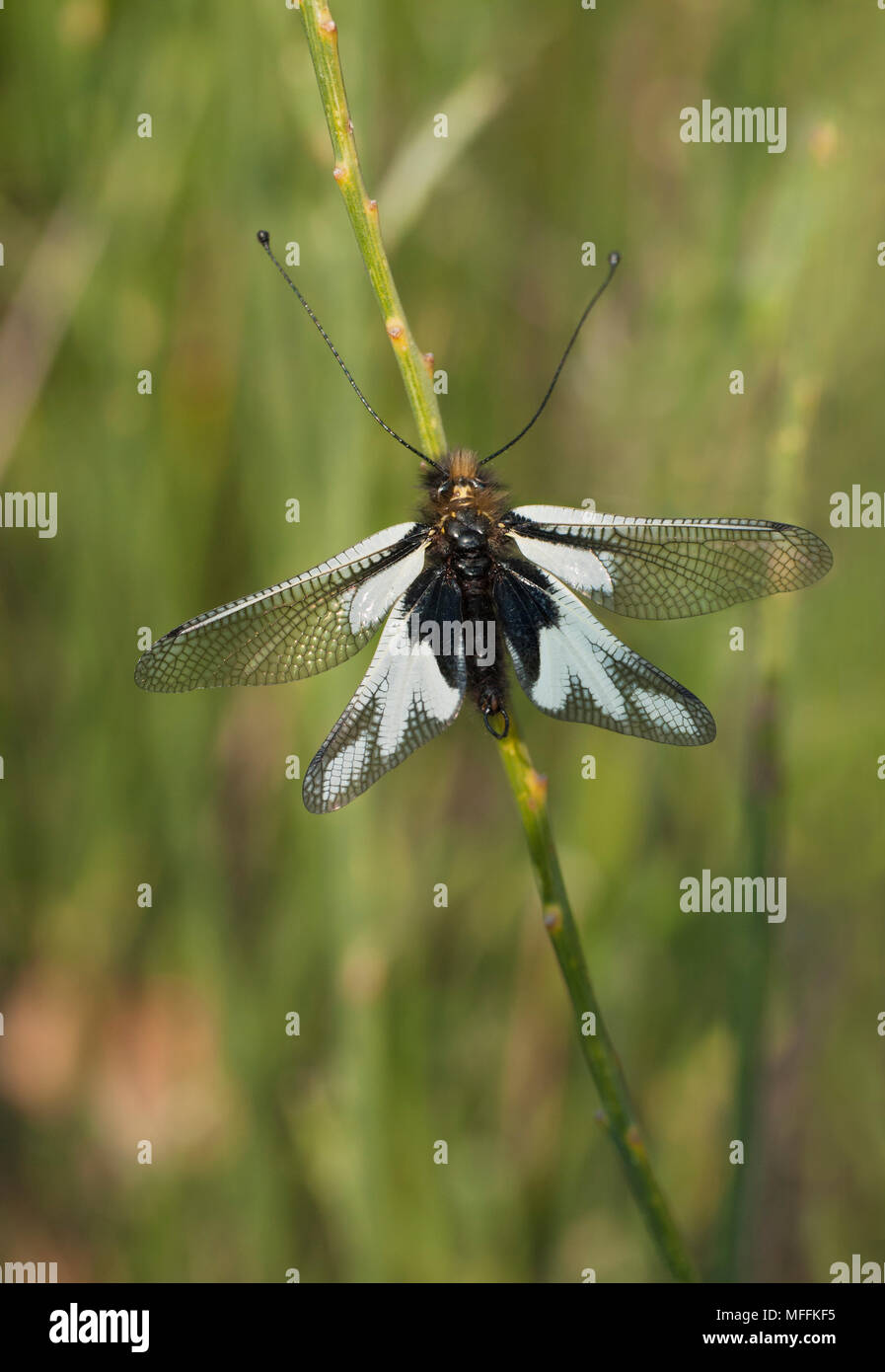 Ascalaphidae hi-res stock photography and images - Alamy