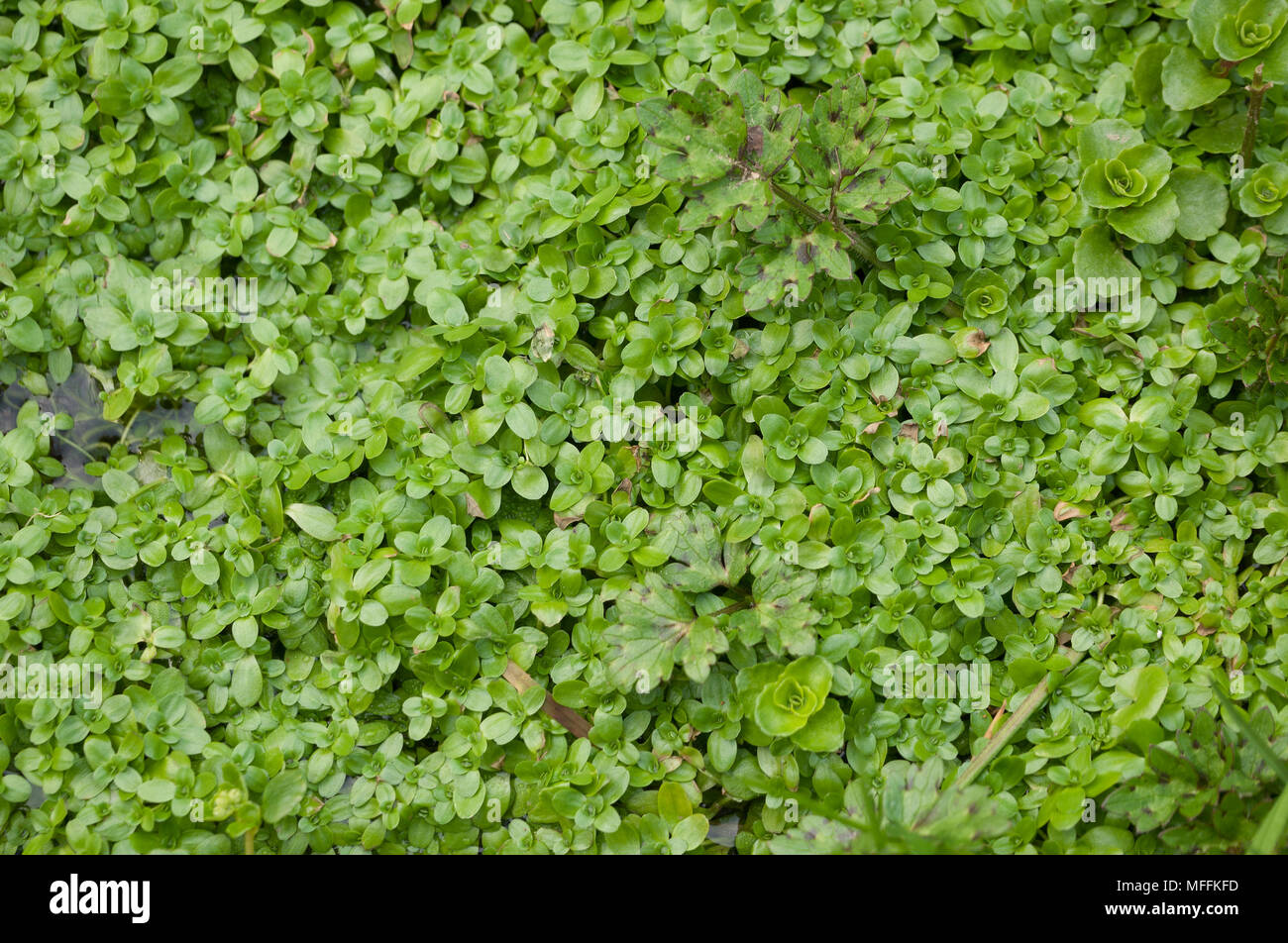 COMMON WATER-STARWORT (Callitriche stagnalis) Sussex, UK Stock Photo ...