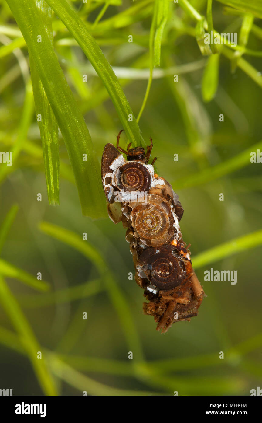 With caddis fly larvae hi-res stock photography and images - Alamy