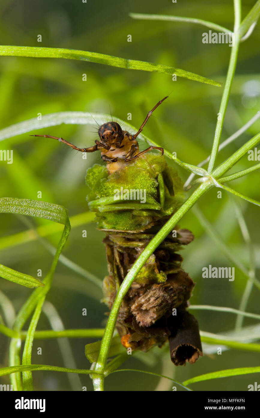Caddis fly larva hi-res stock photography and images - Alamy