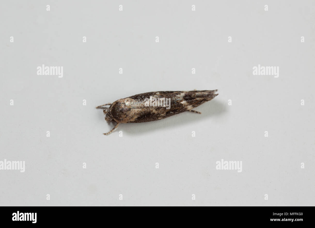 Clothes moth hi-res stock photography and images - Alamy