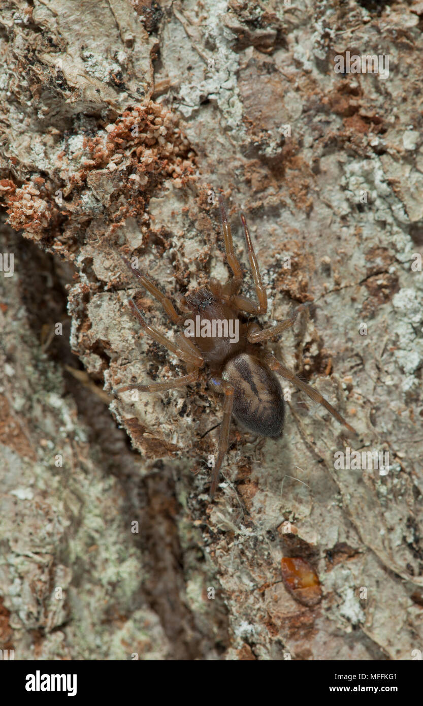 BARK SAC SPIDER (Clubiona corticalis) UK Stock Photo - Alamy