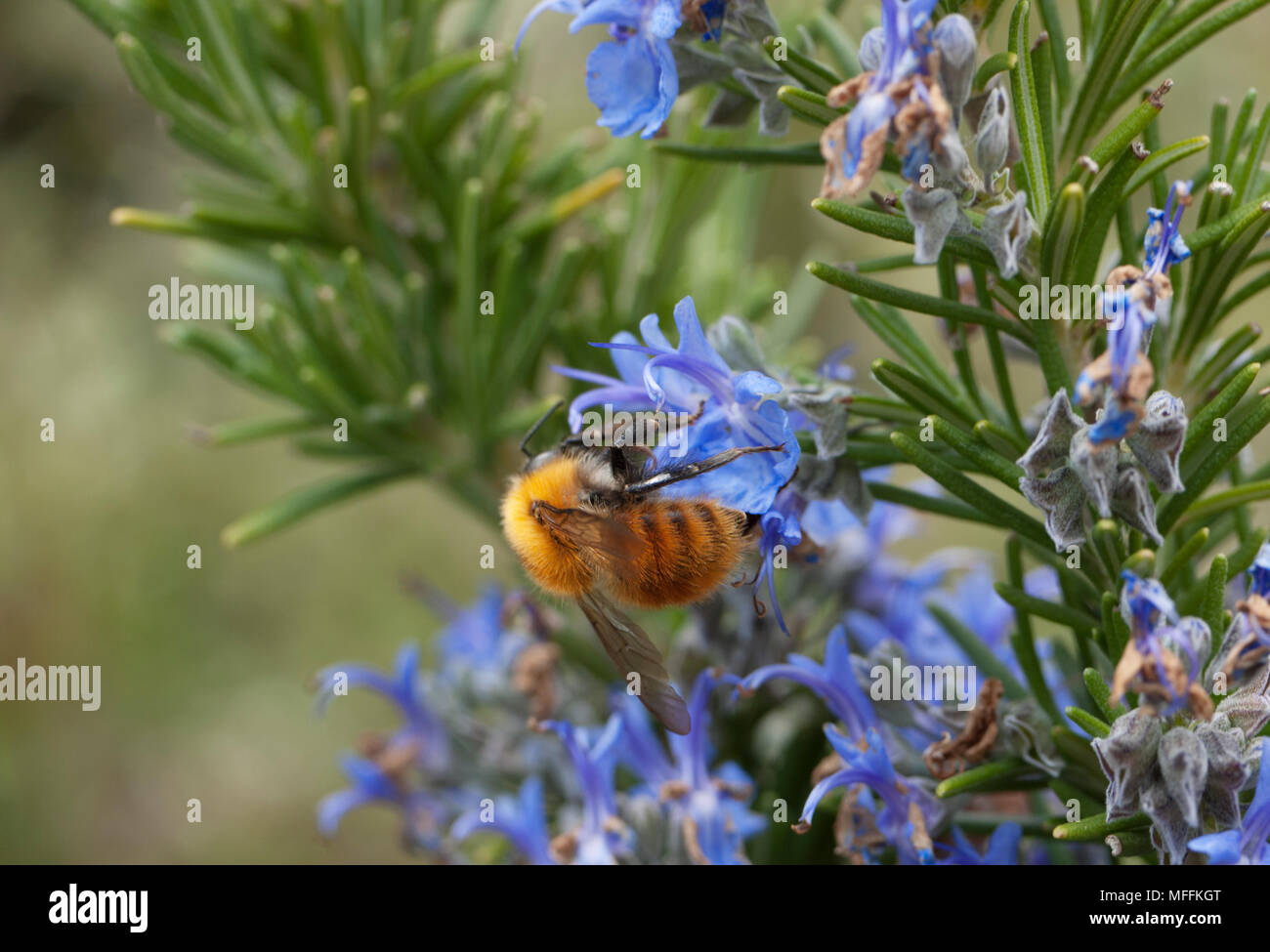 Ginger bumblebee 737 hi-res stock photography and images - Alamy