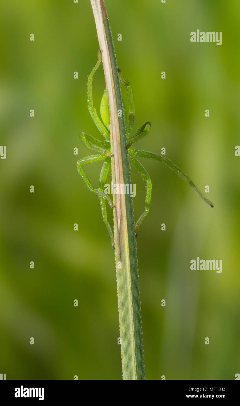 Sussex spiders hi-res stock photography and images - Alamy