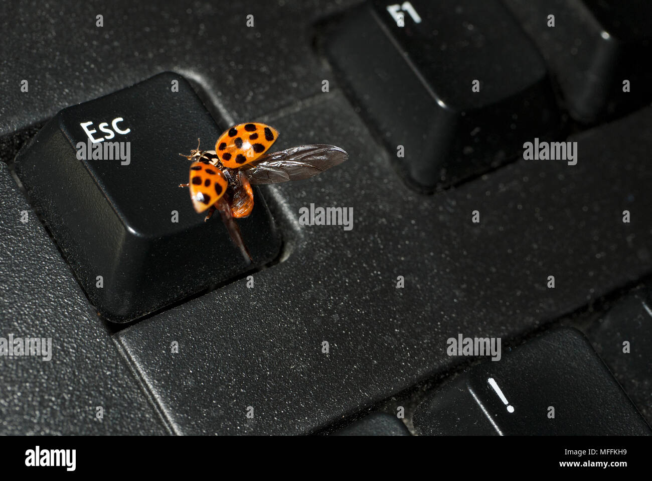 Harlequin ladybird on pc keyboard hi-res stock photography and images ...