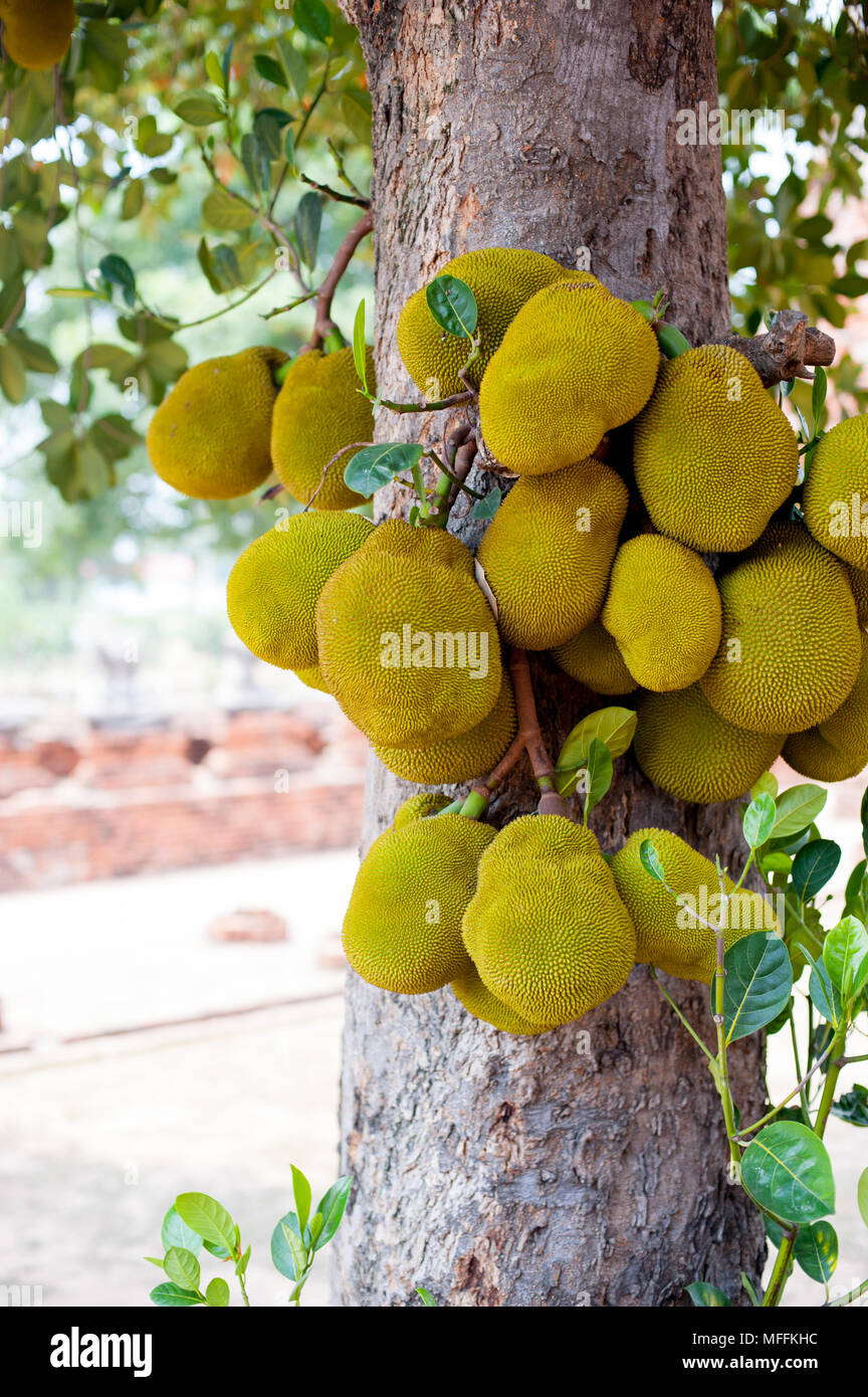 Durians on the street in Bangkok, Thailand. Thailand is known as a ...