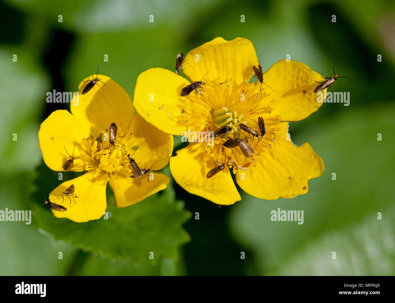 Micro moths hi-res stock photography and images - Alamy