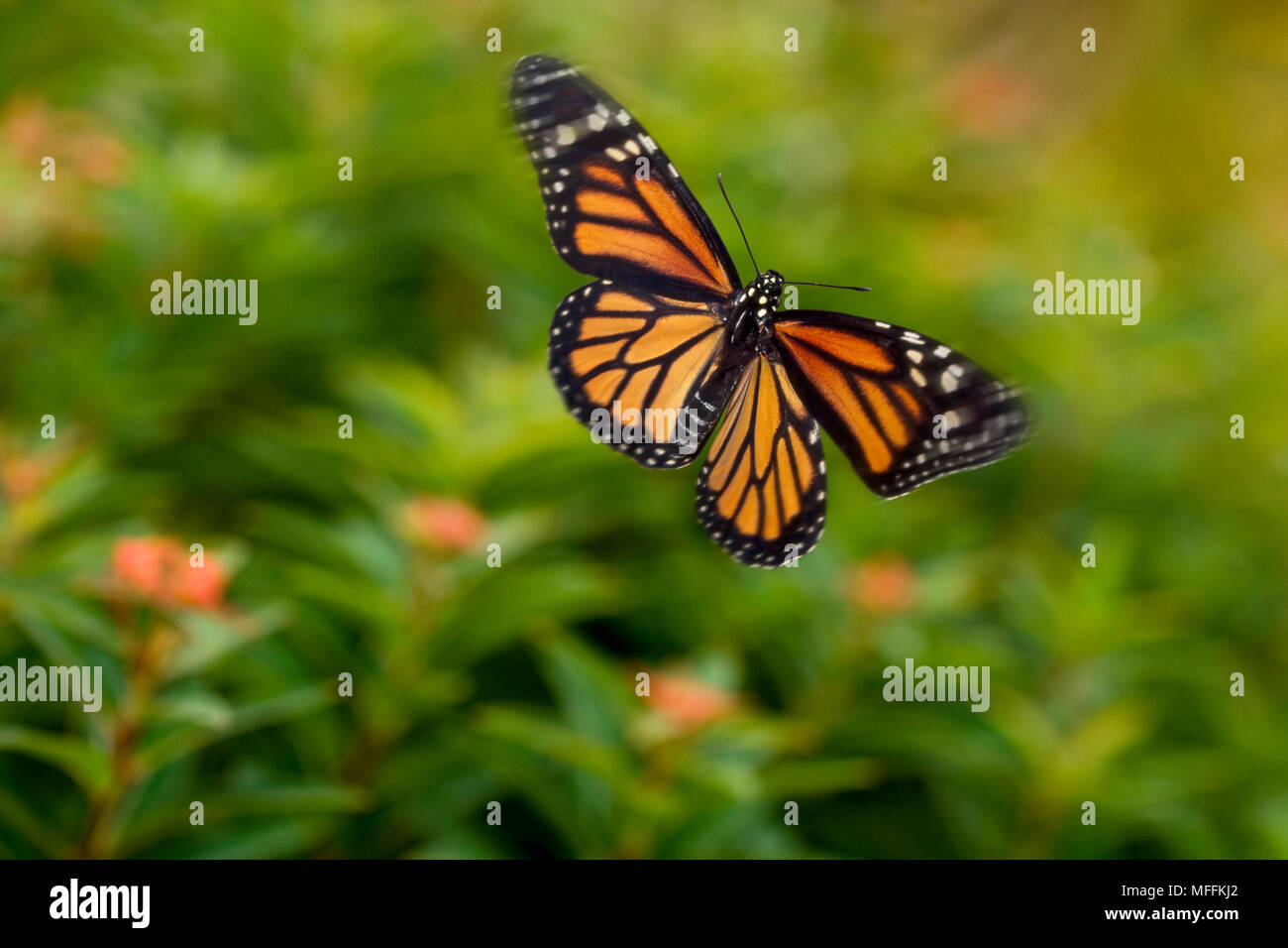 MONARCH in flight (Danaus plexippus) Note the wing tips have been ...
