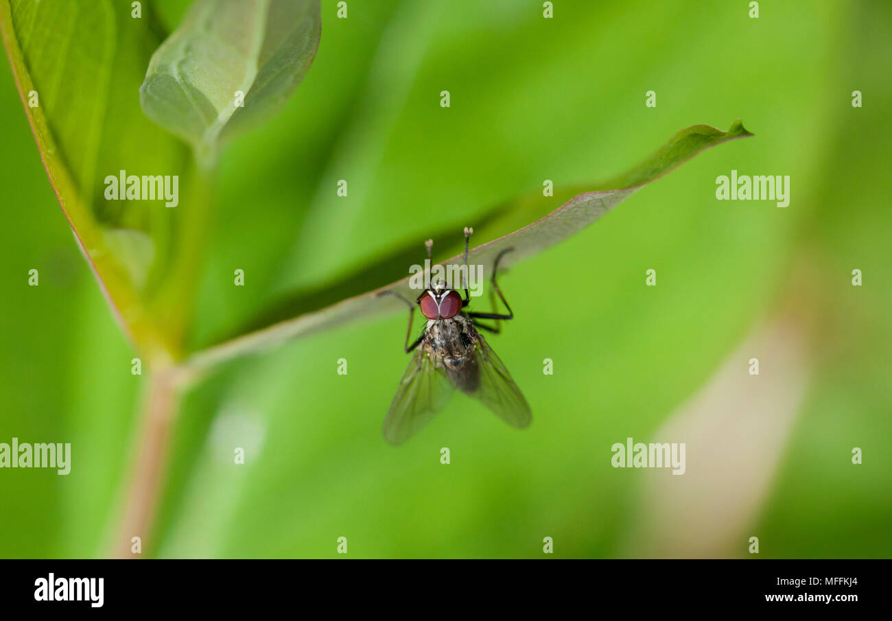 Muscid fly hi-res stock photography and images - Alamy