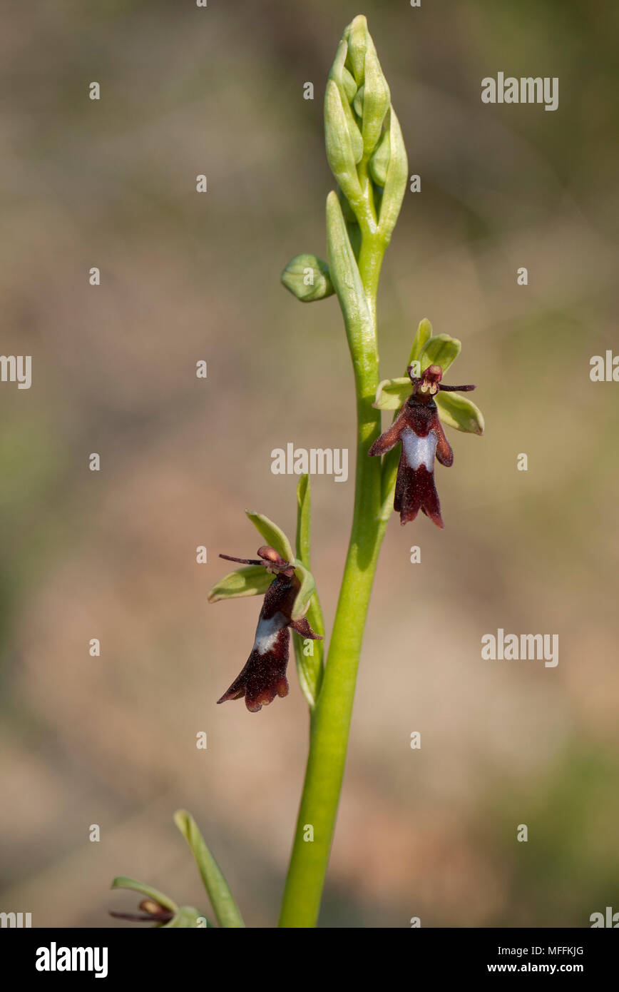 FLY ORCHID (Orchis insectiifera) Umbria, Itay Stock Photo - Alamy