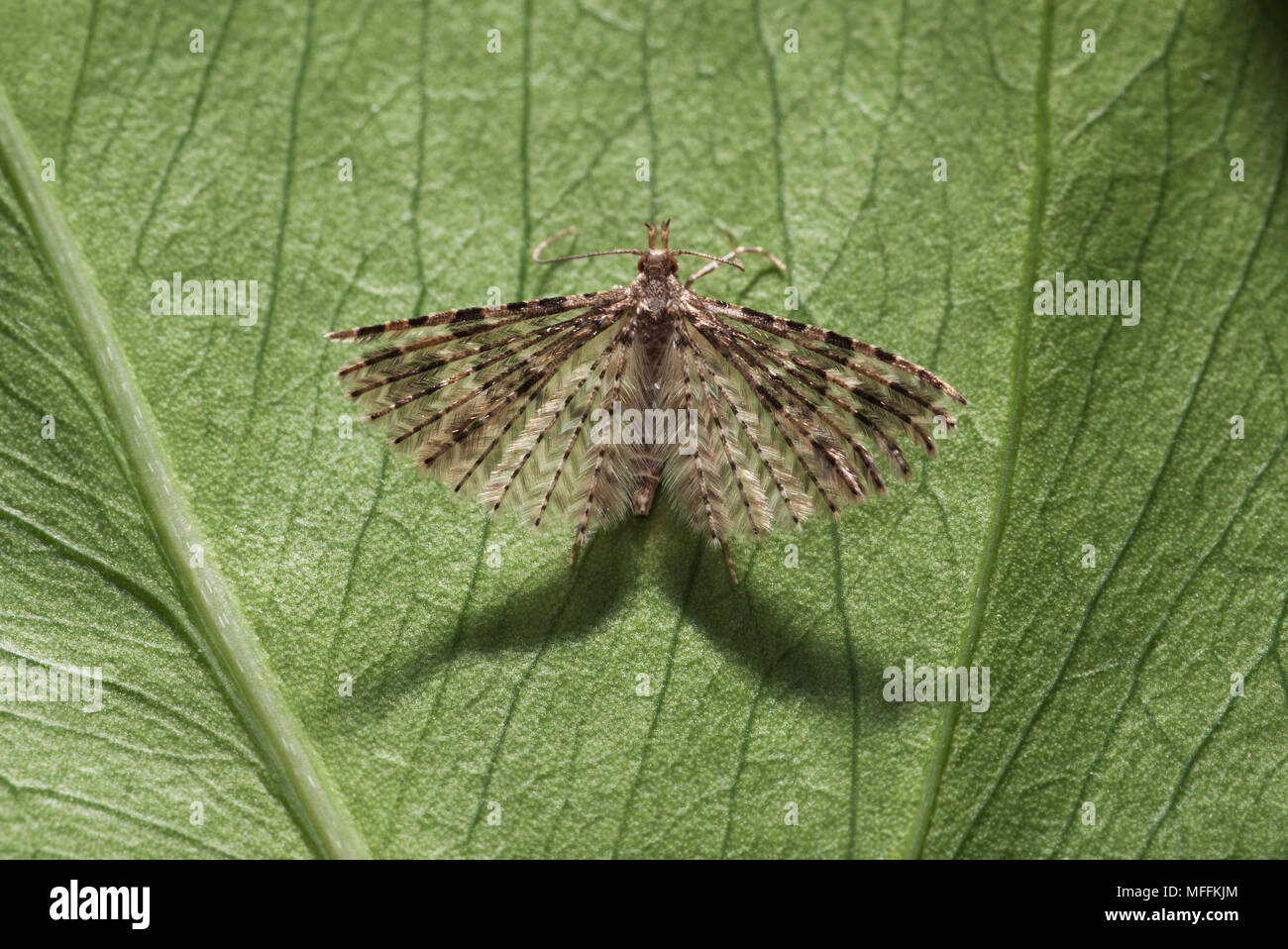 MANY-PLUMED MOTH (Alucita hexadactyla) larva feed on honeysuckle Stock ...