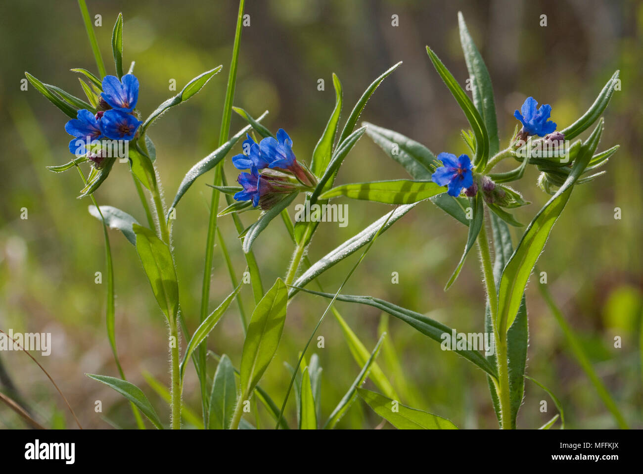 PURPLE GROMWELL (Buglossoides purpurocaerulea) Umbria, Italy Stock ...