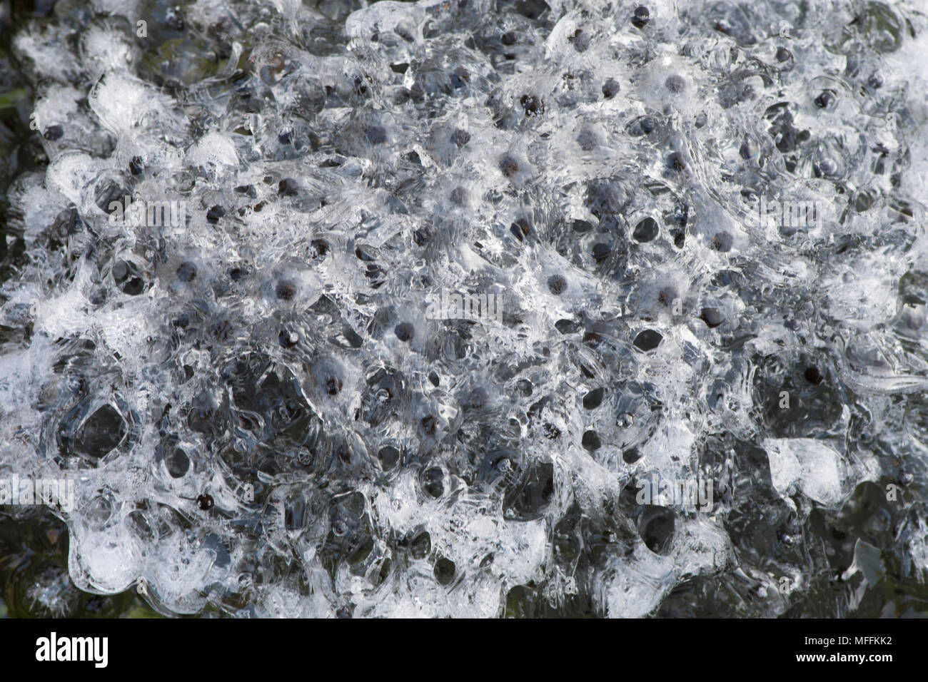Frozen spawn , frozen frogs' spawn, February, Common Frogs, Rana ...