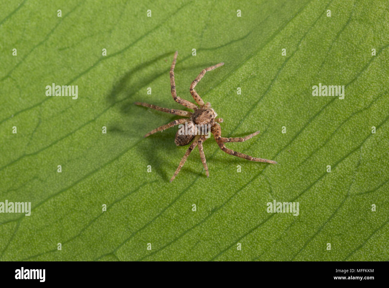 Running crab spiders hi-res stock photography and images - Alamy