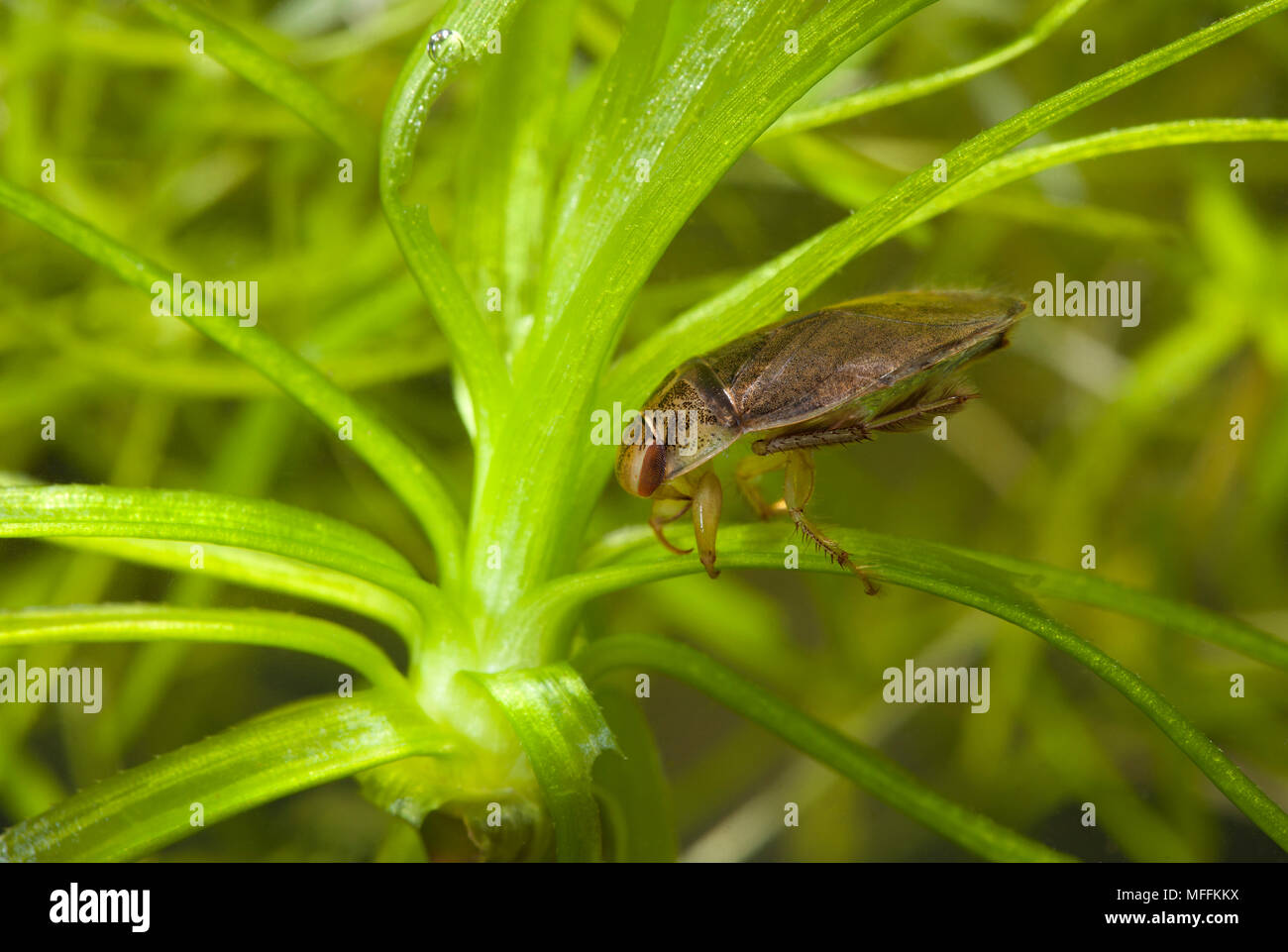 Saucerbug hi-res stock photography and images - Alamy