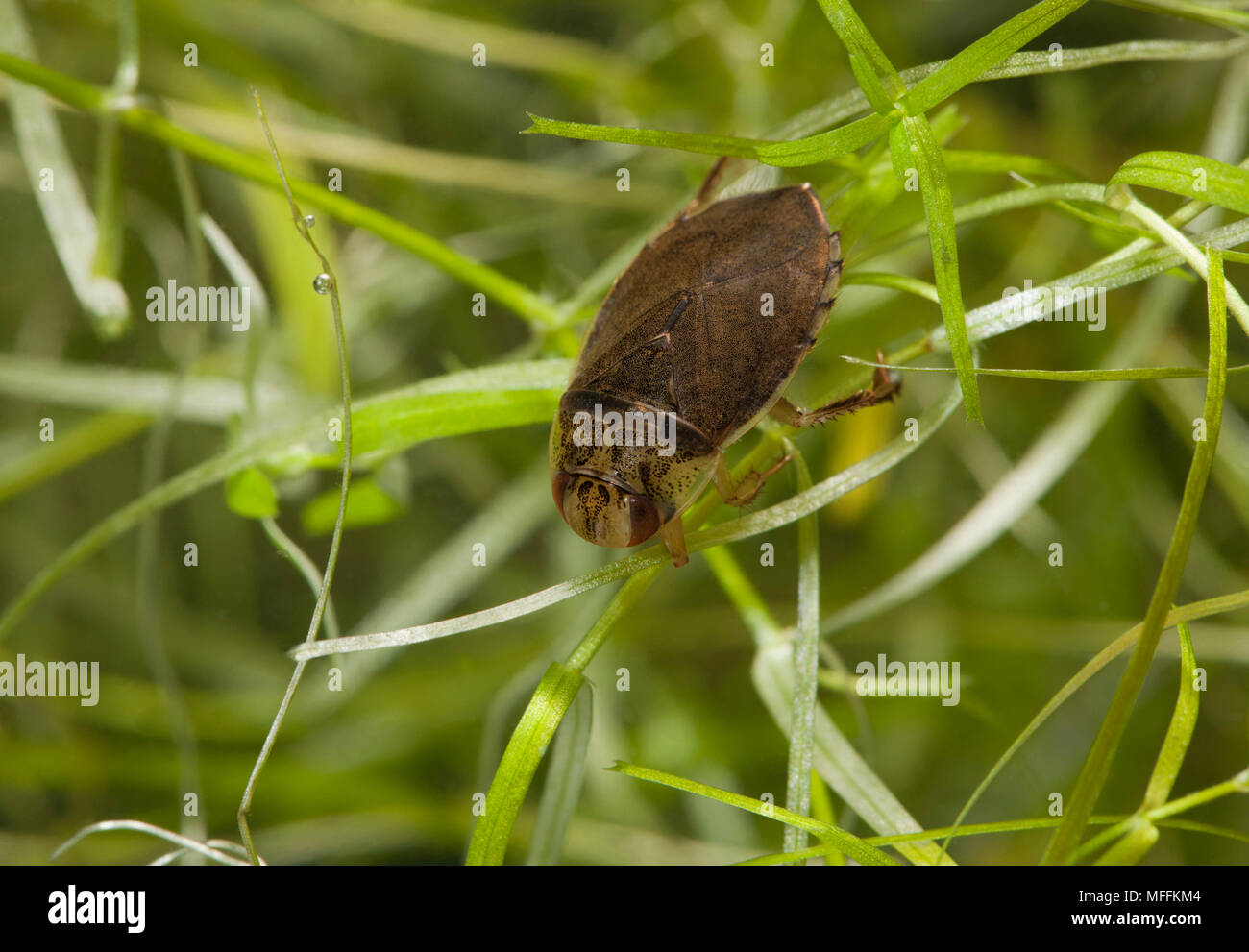 SAUCER BUG (Ilyocoris cimicoides) Sussex, UK Stock Photo - Alamy