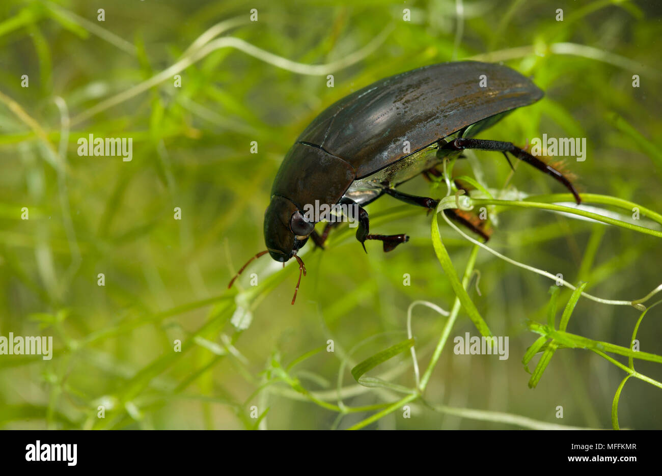 Water beetles uk hi-res stock photography and images - Alamy