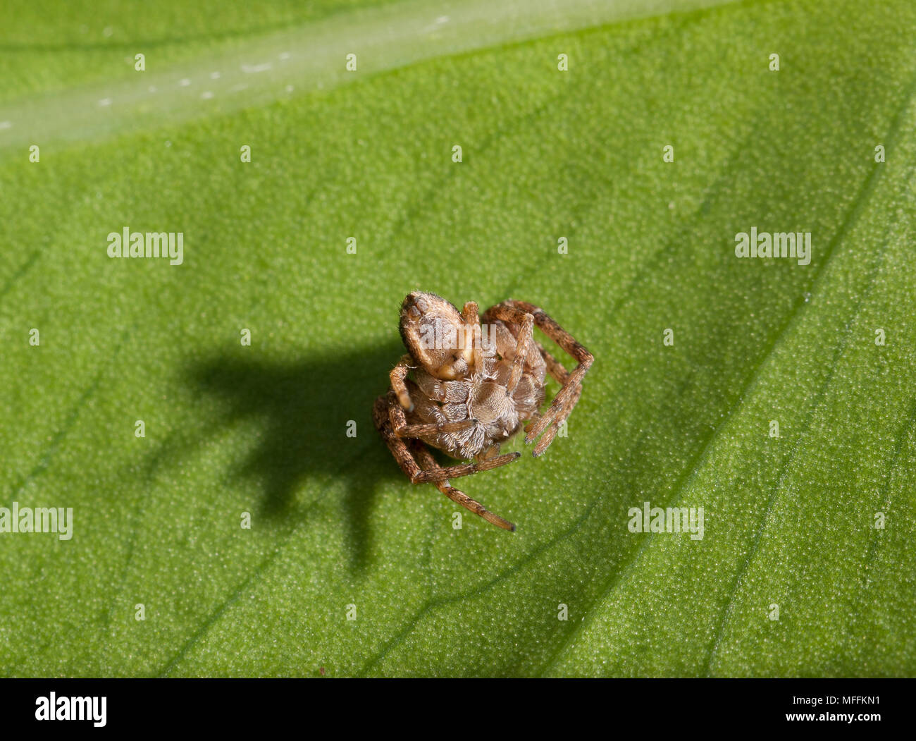 RUNNING CRAB SPIDER (Philodromas dispar) female, shamming death Stock ...