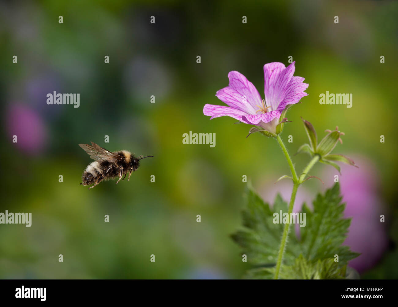 CUCKOO BUMBLEBEE (Psithyrus vestalis) in flight, Sussex, UK Stock Photo ...