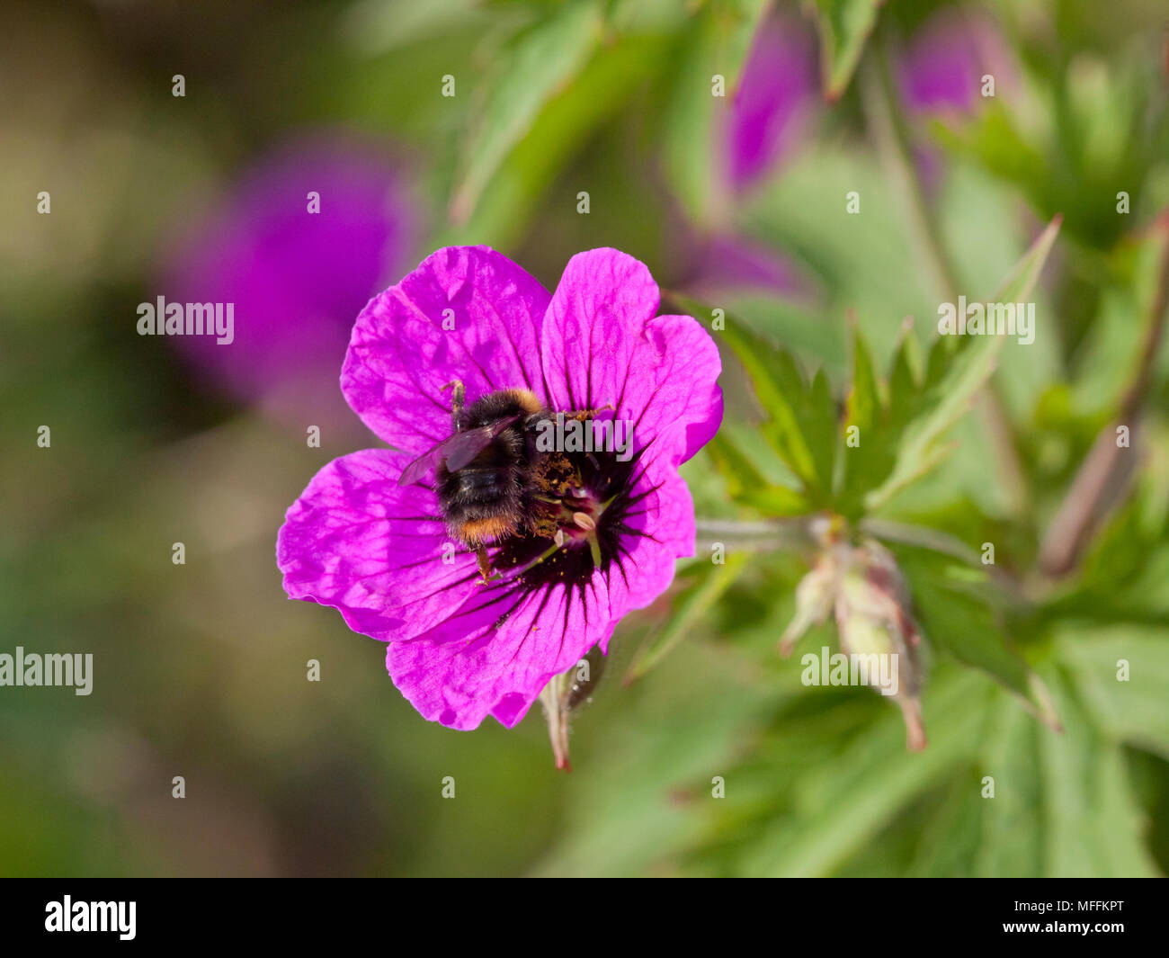 Early bumblebee 166 hi-res stock photography and images - Alamy