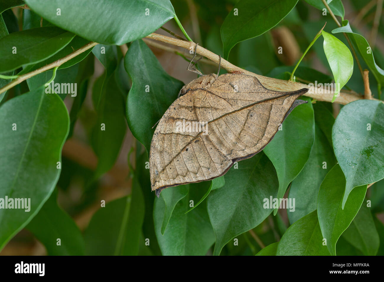 INDIAN LEAF BUTTERFLY (Kalima paralekta Stock Photo - Alamy